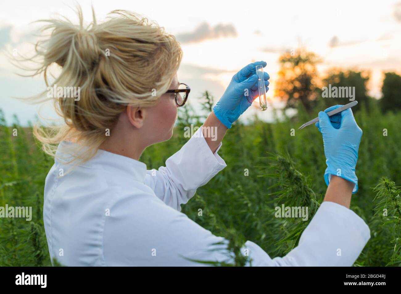 Scientist with tweezers taking samples and observing CBD hemp plants on ...