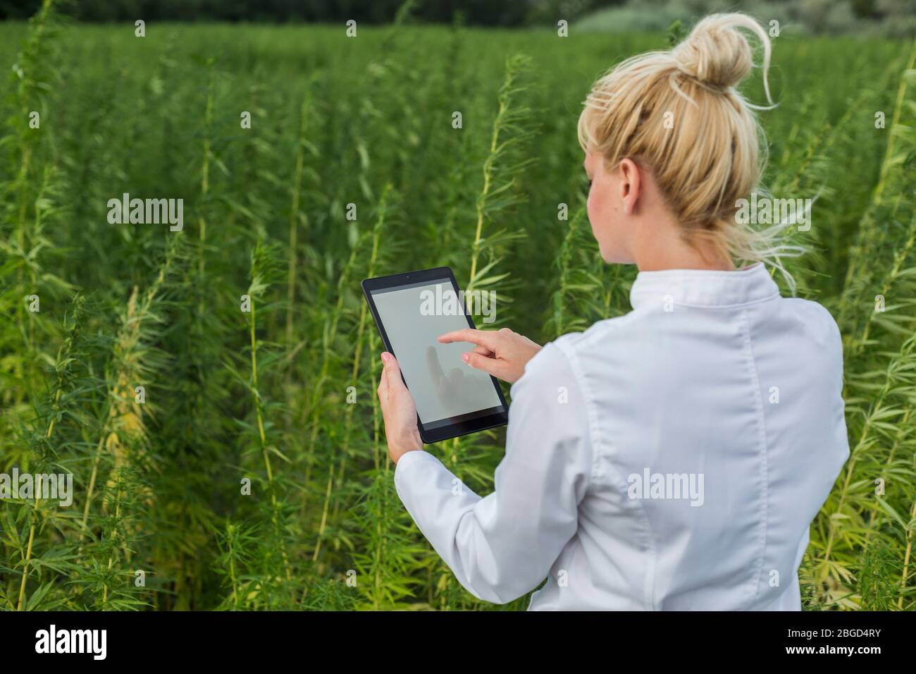 Scientist observing CBD hemp plants on marijuana field and writing ...