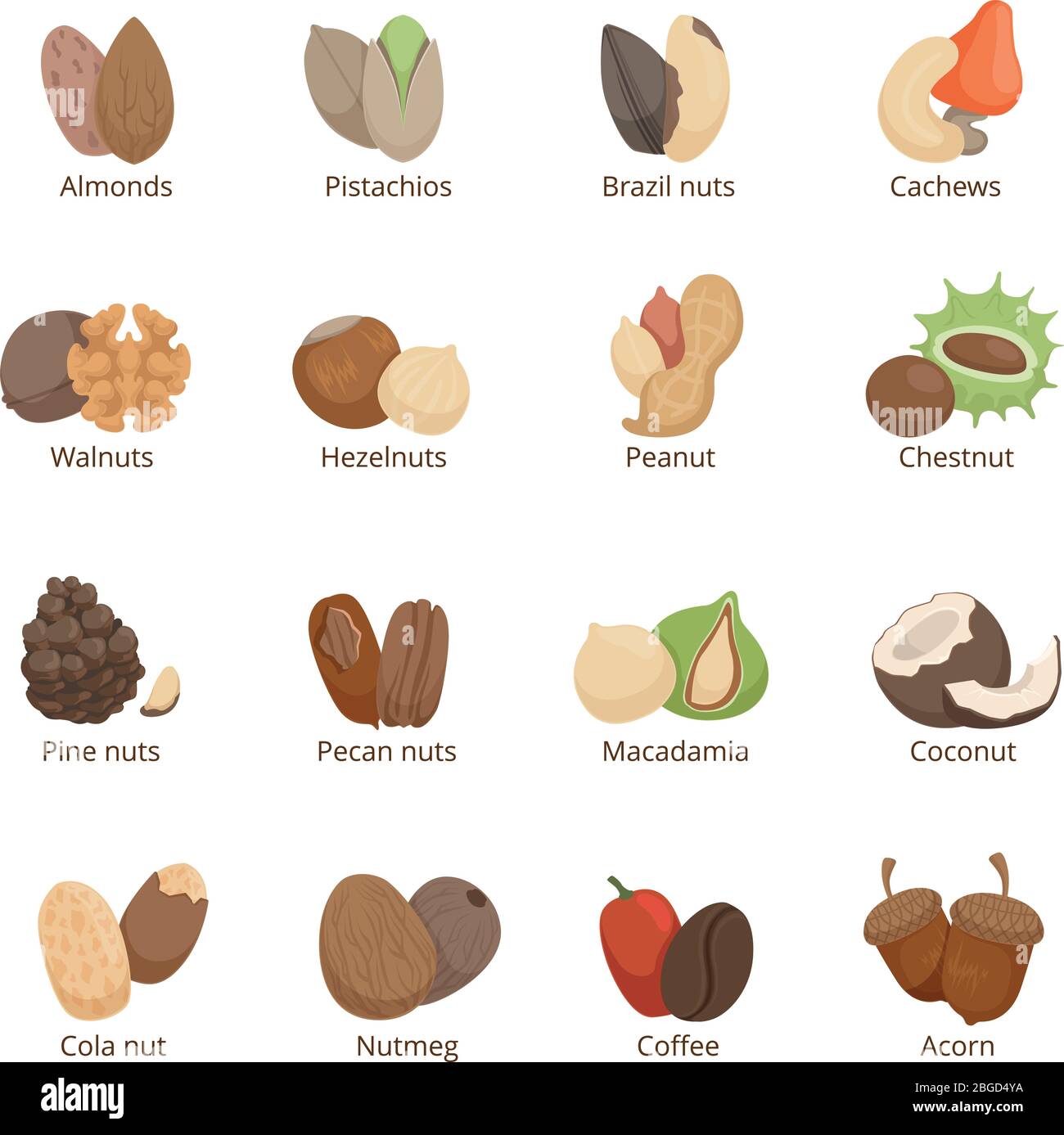Vector illustration of different nuts. Vector set isolate Stock Vector ...