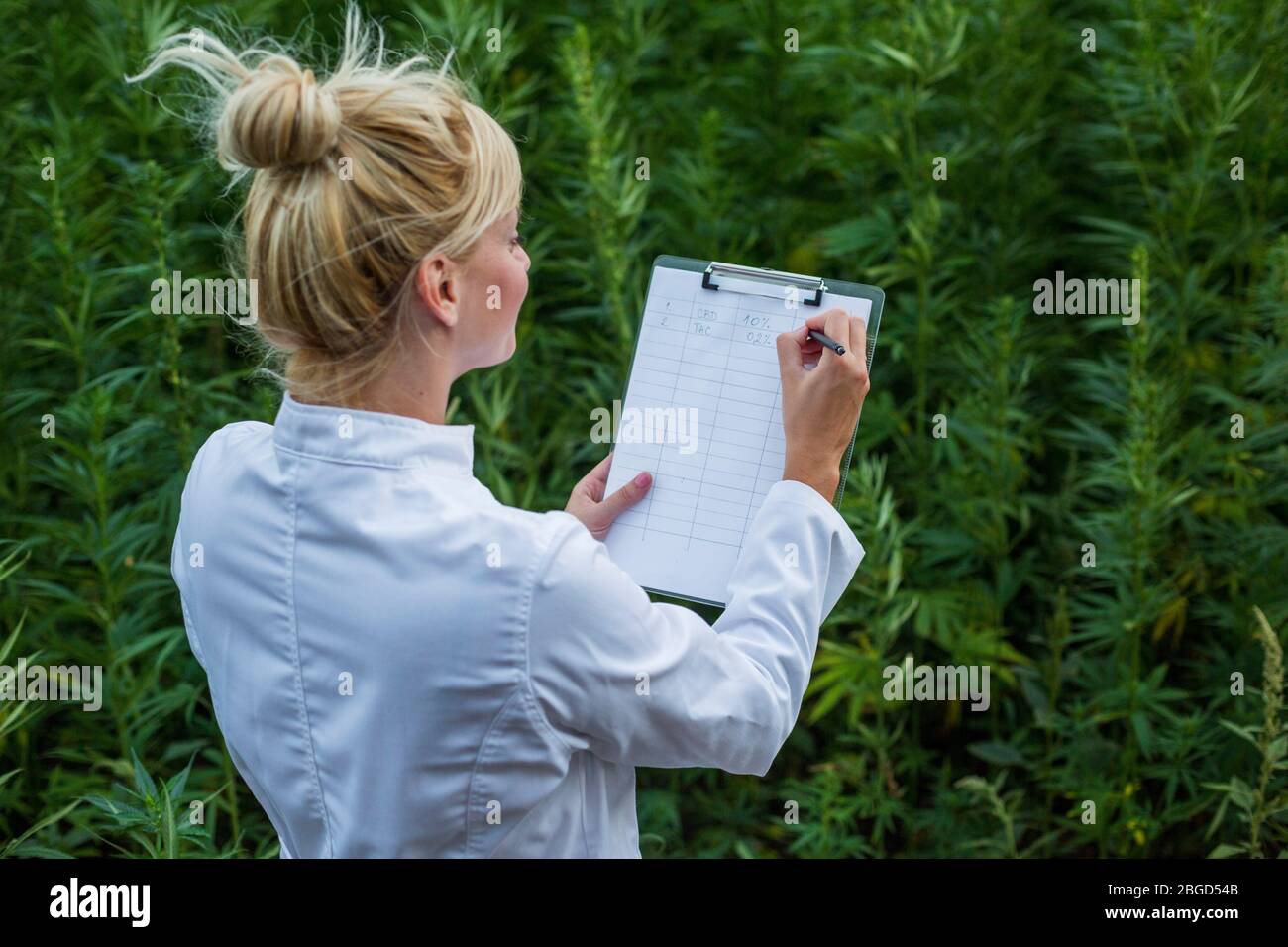 Scientist observing CBD hemp plants on marijuana field and taking notes ...