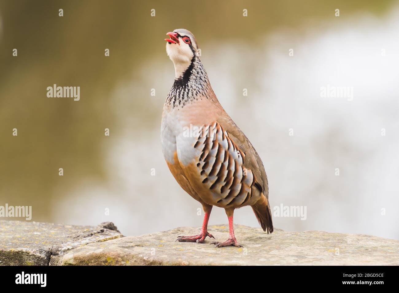 A red-legged (french) partridge pops up in a garden in Ferrensby, North ...