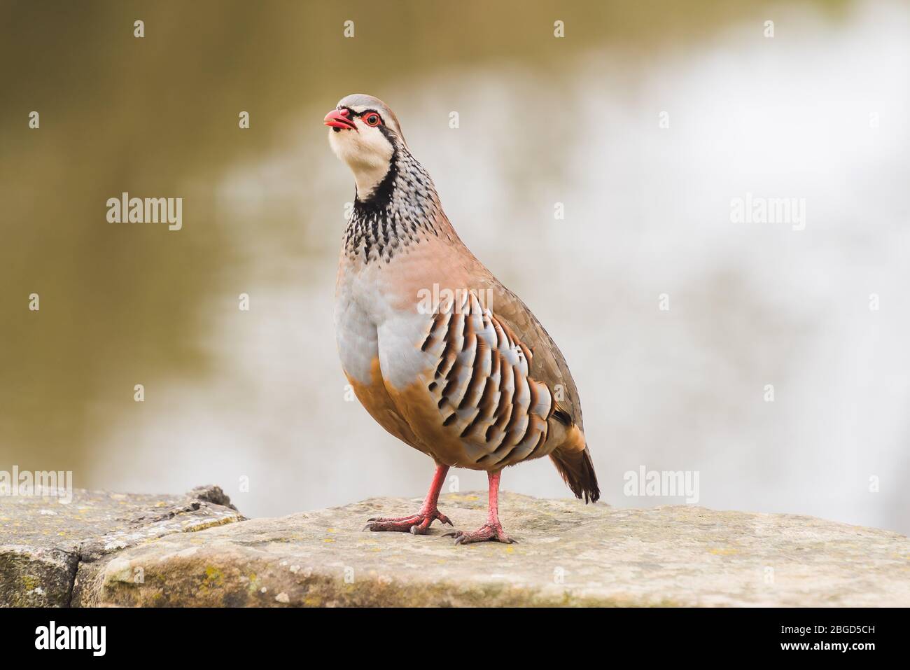 A red-legged (french) partridge pops up in a garden in Ferrensby, North ...