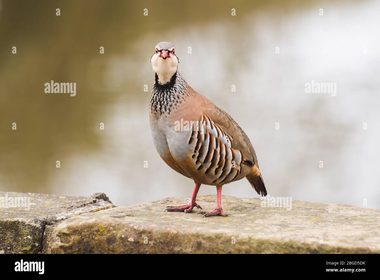 A red-legged (french) partridge pops up in a garden in Ferrensby, North ...