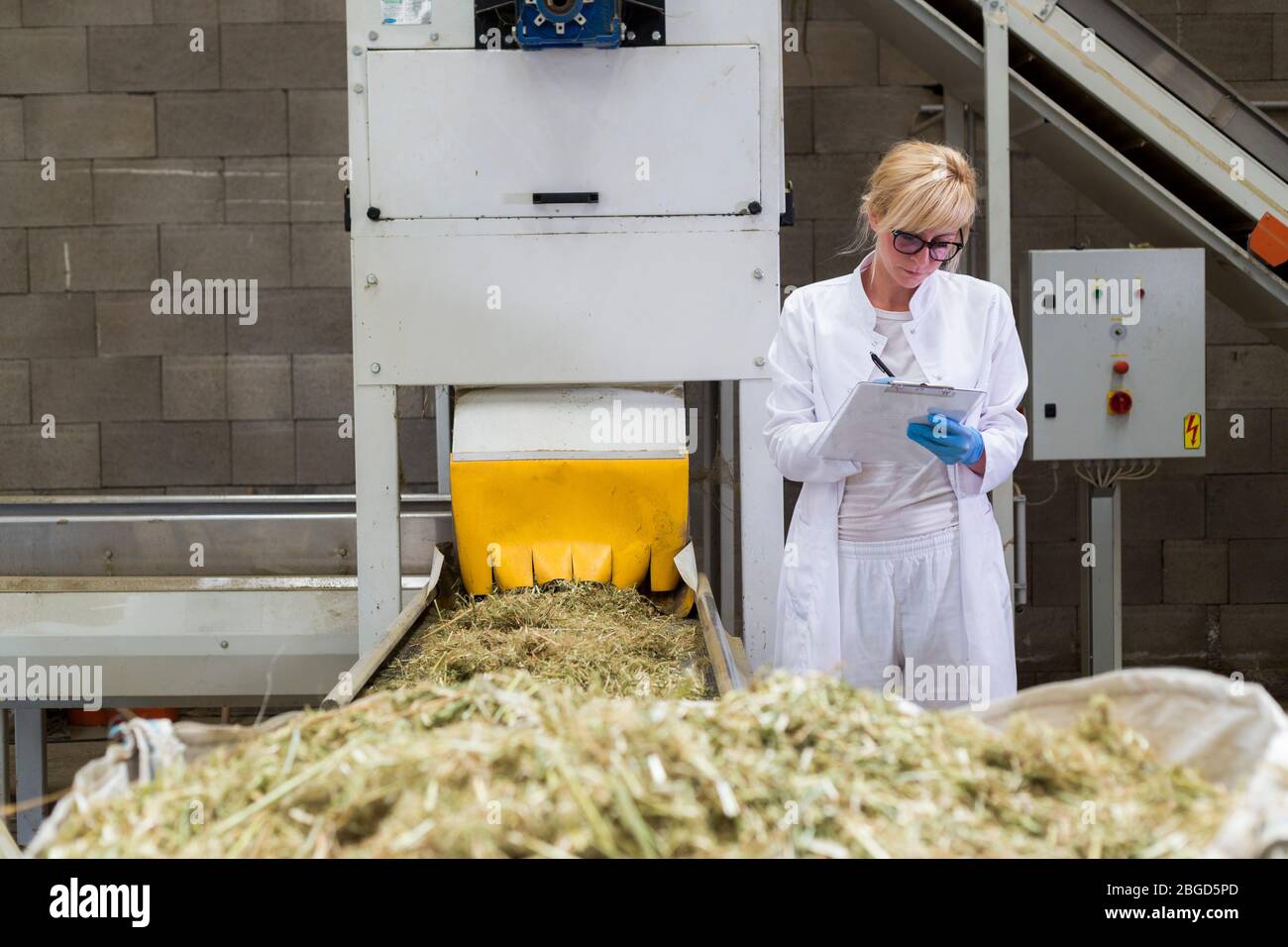 Scientist observing dry CBD hemp plants by the sorting machine in ...