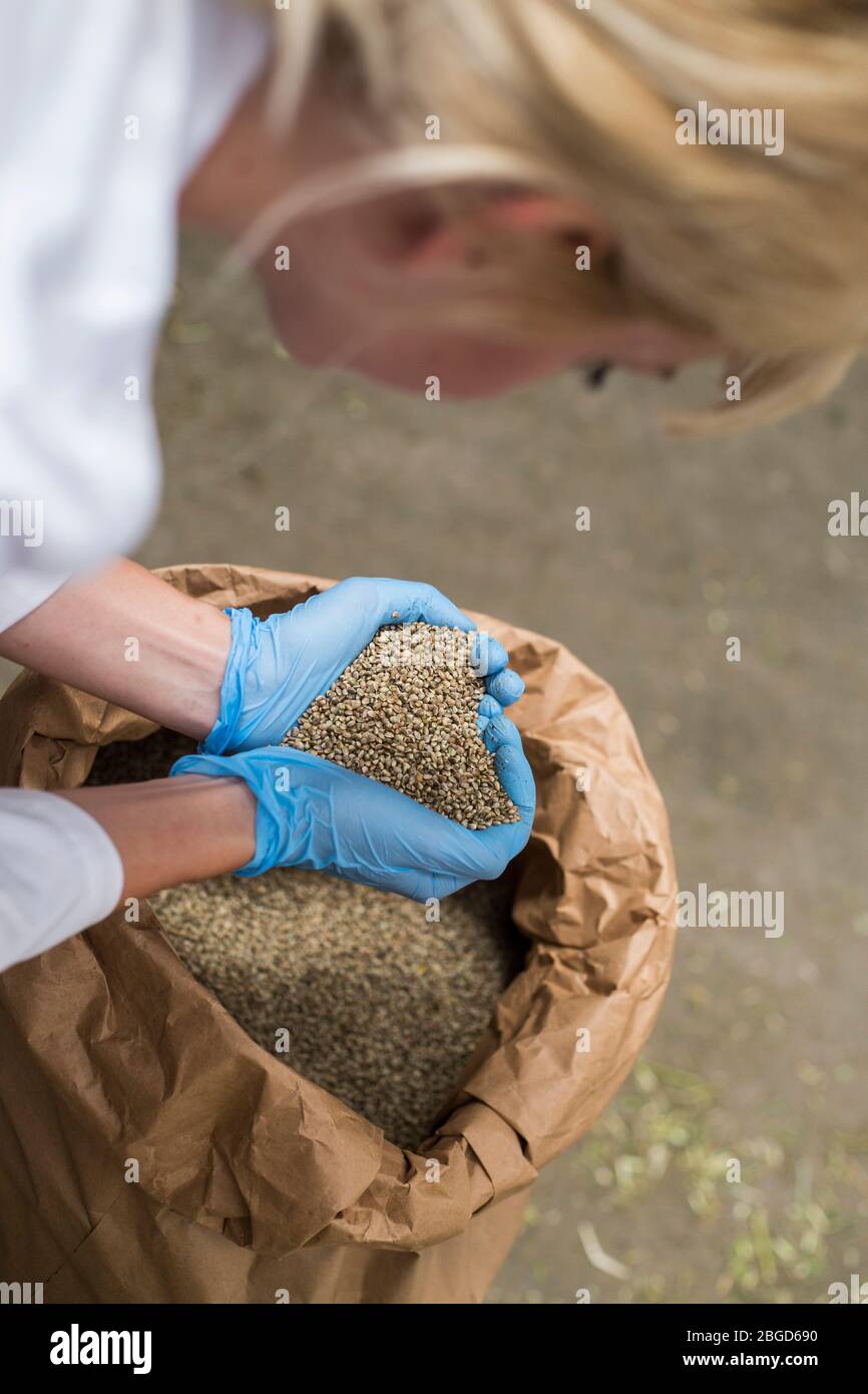 Agriculture and growth process of plants from seed hi-res stock ...