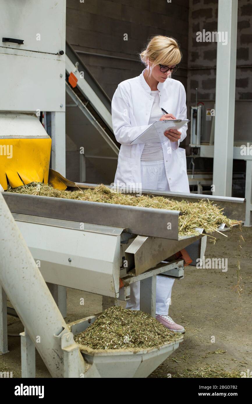 Scientist observing dry CBD hemp plants by the sorting machine in ...