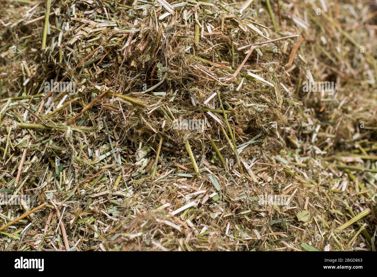 Background texture of dry CBD hemp plants Stock Photo - Alamy