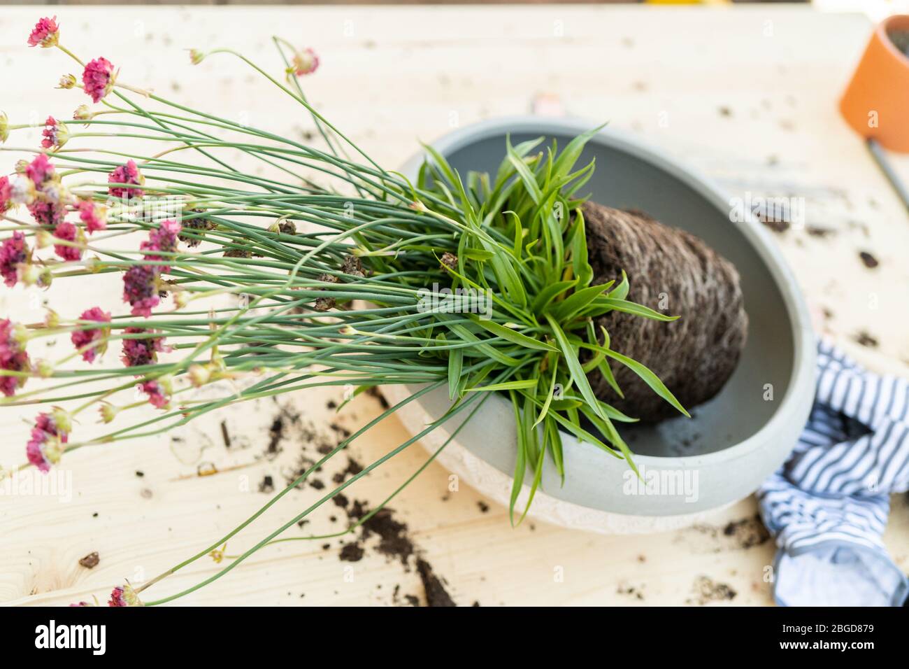 Planting flowers into small planting pots in late Spring Stock Photo ...