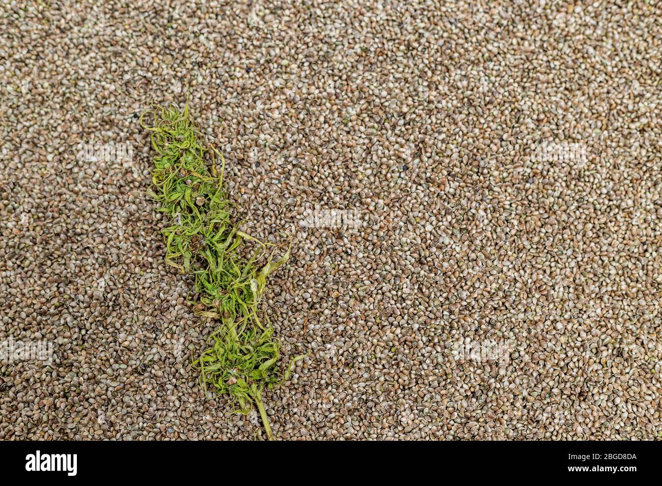 Background texture of CBD hemp seeds with dry hemp bud Stock Photo - Alamy