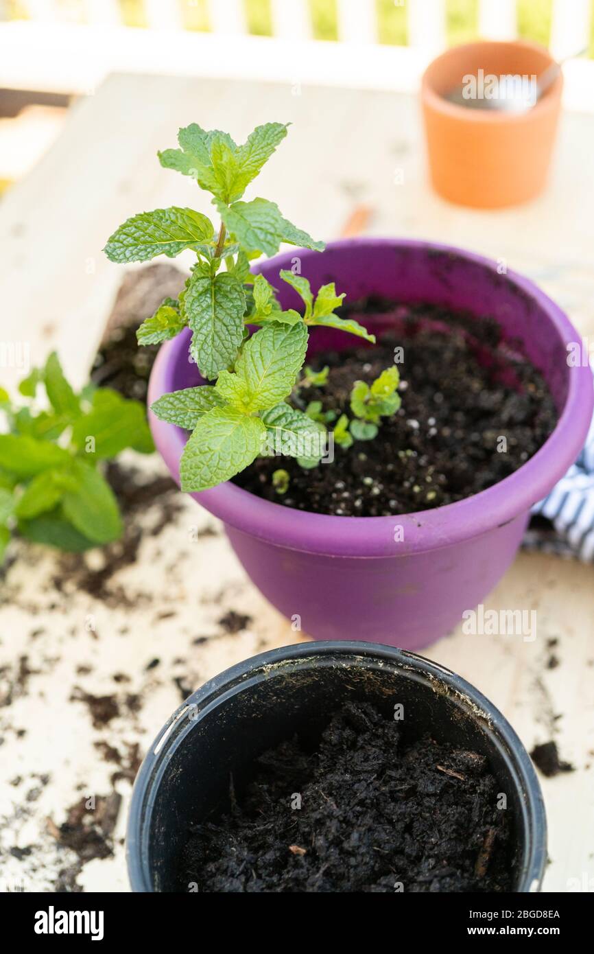 Planting mint plant into a small planting pot Stock Photo - Alamy