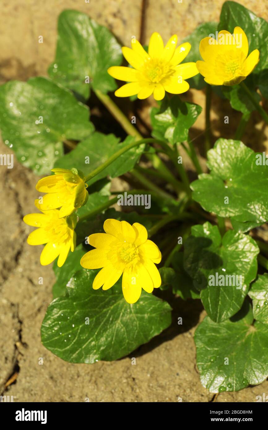 Beautiful spring yellow flowers, outdoors Stock Photo - Alamy