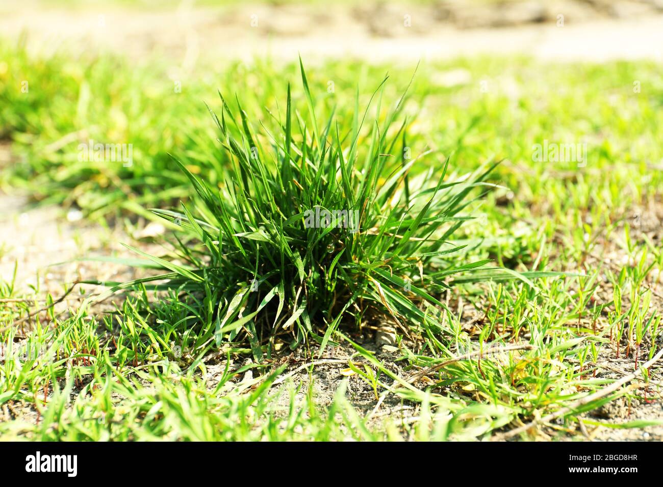 Green grass bush Stock Photo - Alamy