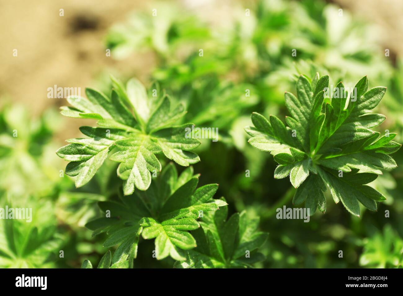 Beautiful spring leaves, outdoors Stock Photo - Alamy