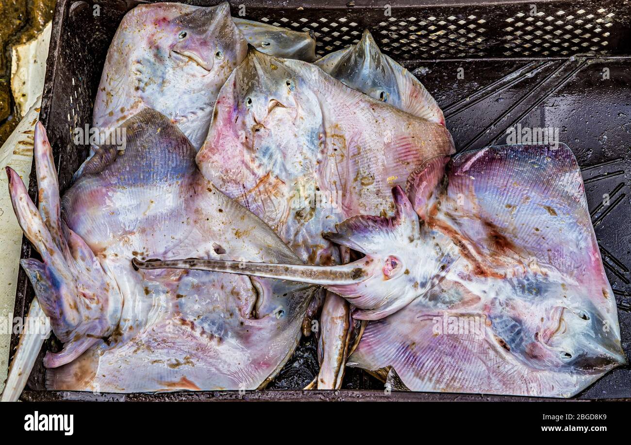 Rays fish hi-res stock photography and images - Alamy