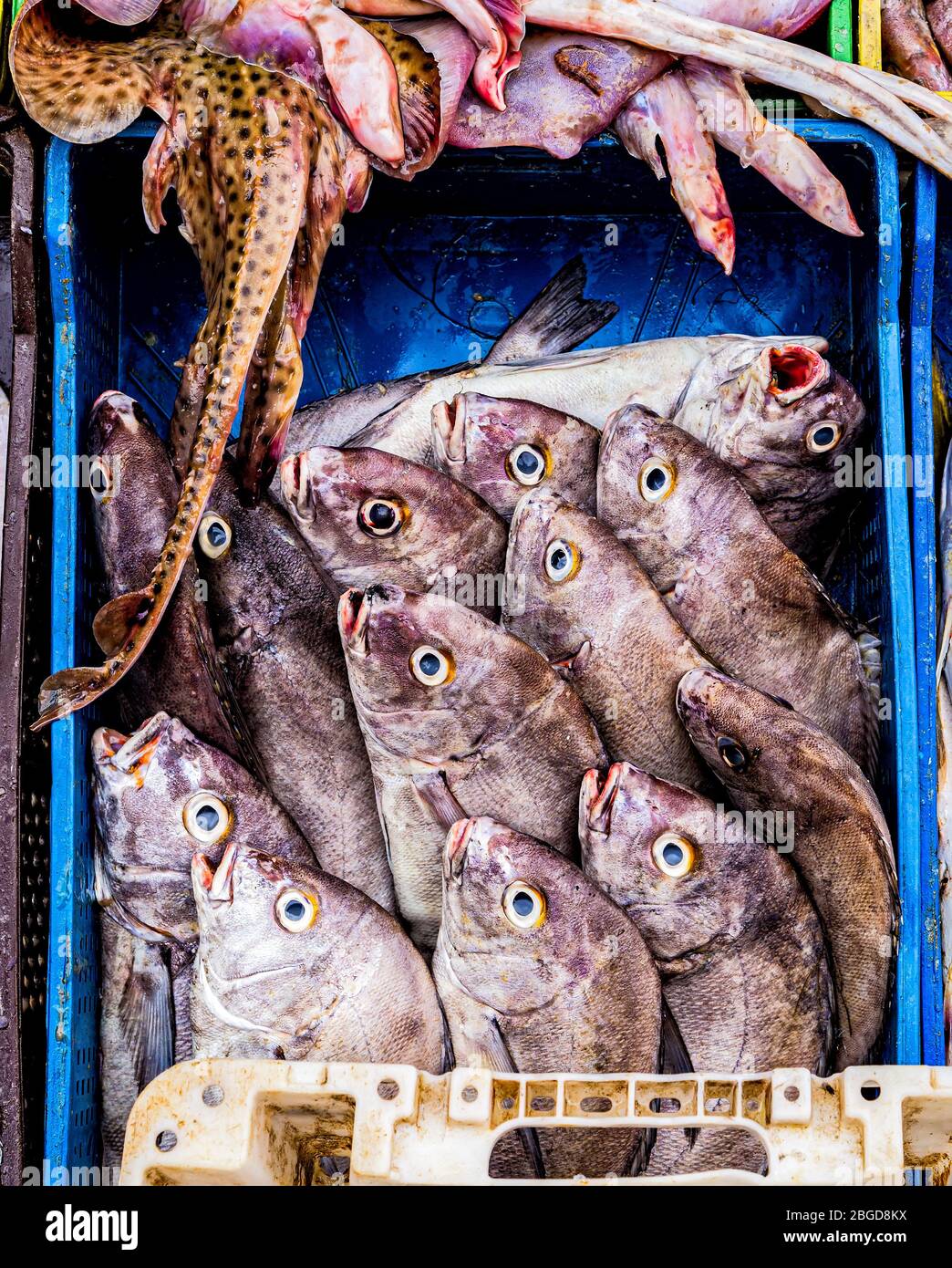 Essaouira fish market hi-res stock photography and images - Alamy