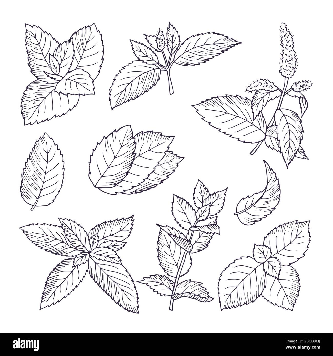 Hand drawn illustrations of mint leaves and branches. Herbal doodle ...
