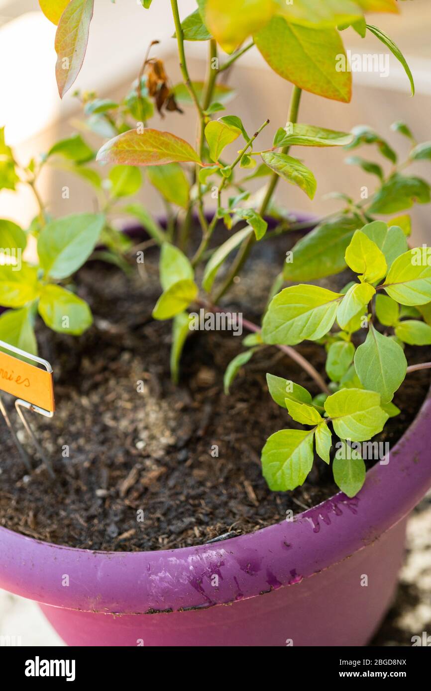Planting blueberry plant in a garden planting pot Stock Photo - Alamy