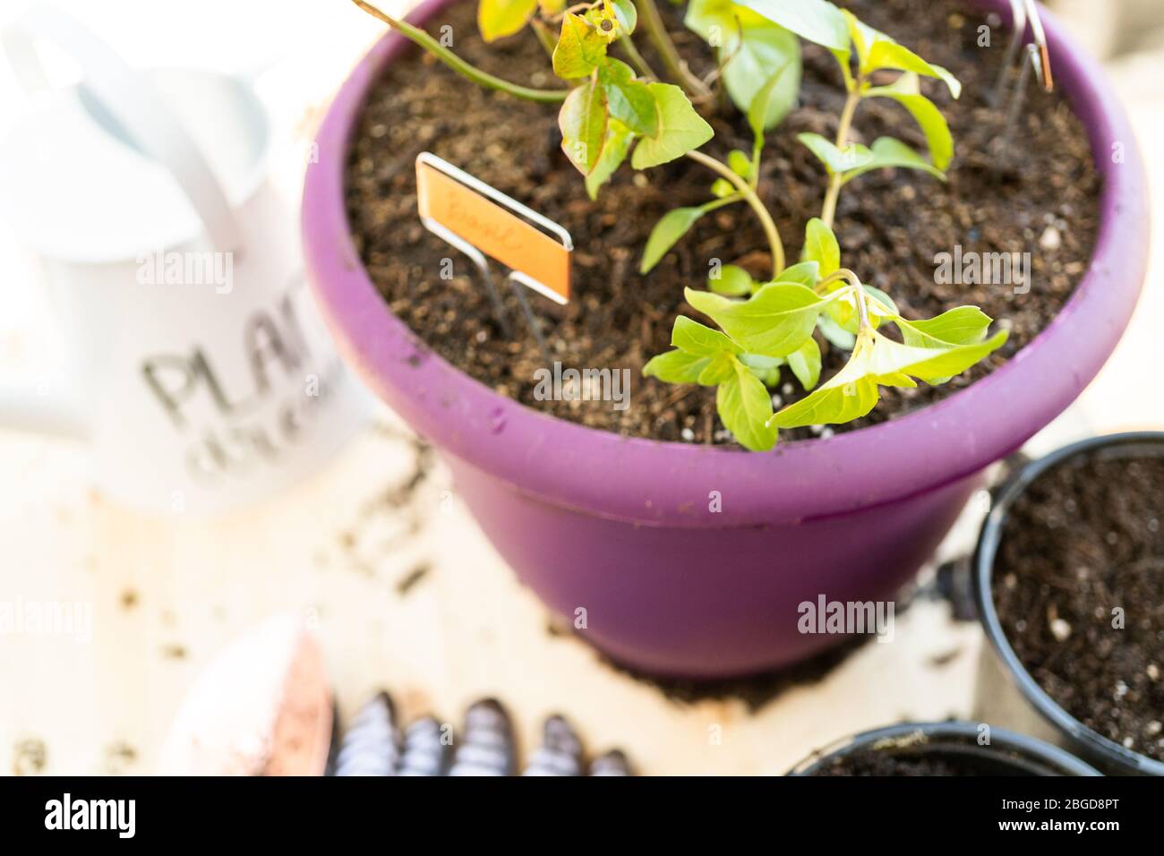 Planting blueberry plant in a garden planting pot Stock Photo - Alamy