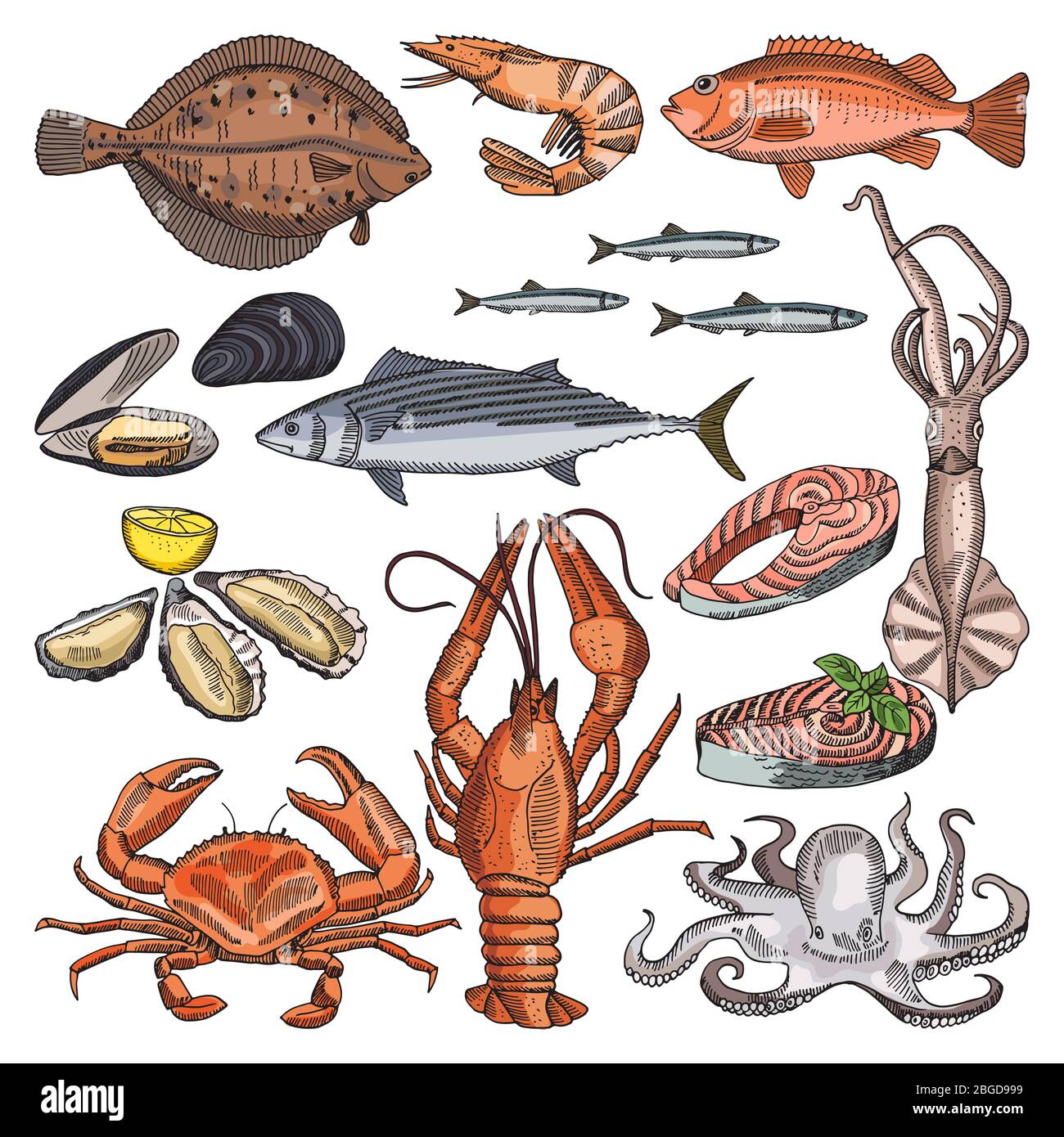 Illustrations of sea food products for gourmet menu. Vector pictures of ...