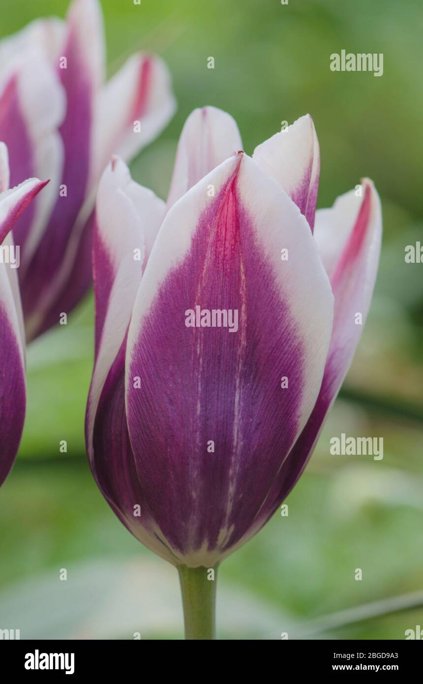 Tulip variety Ballade. Tulip flower in garden Stock Photo - Alamy