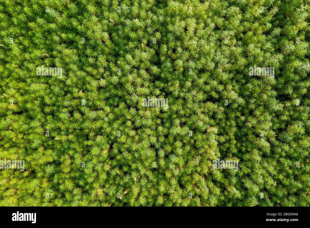 Aerial top view of a beautiful CBD hemp field. Medicinal and ...