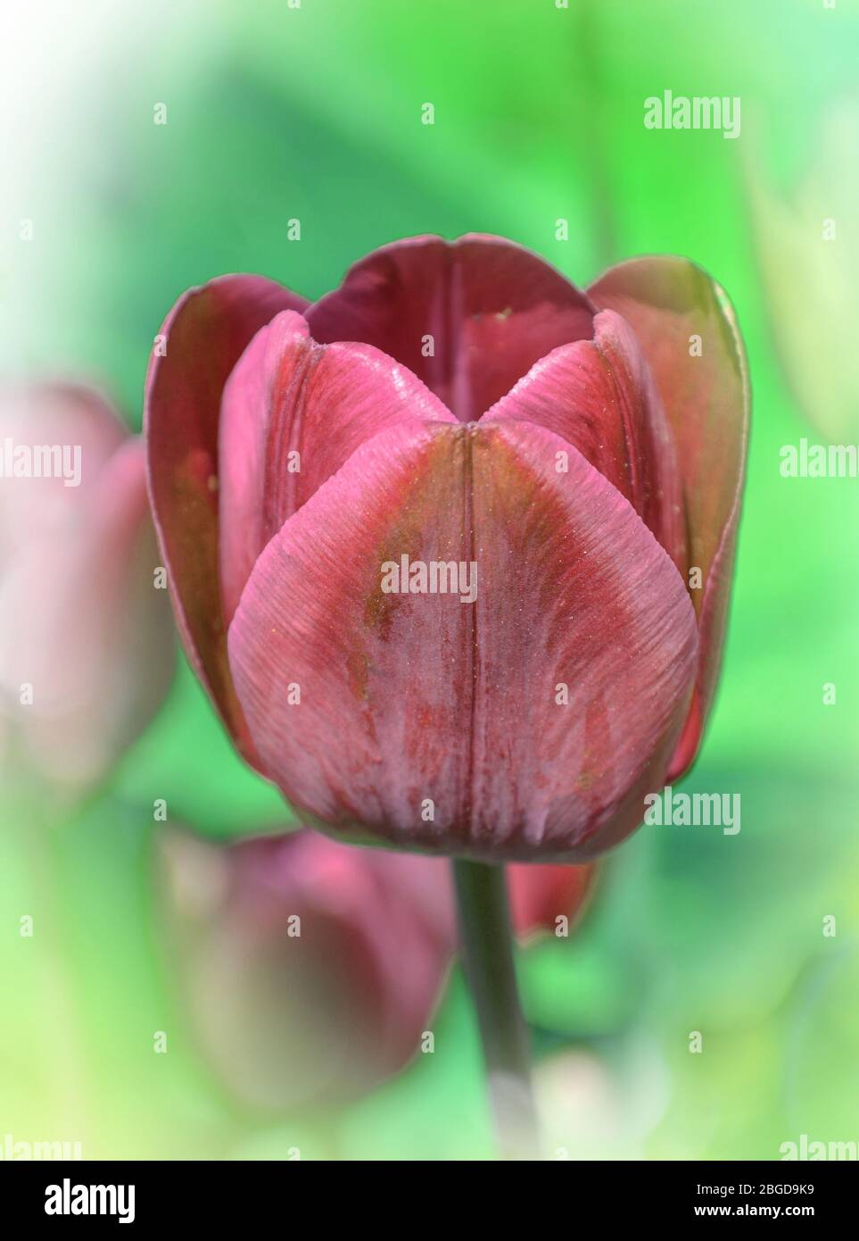 Abstract spring background. Green and blue abstract defocused ...