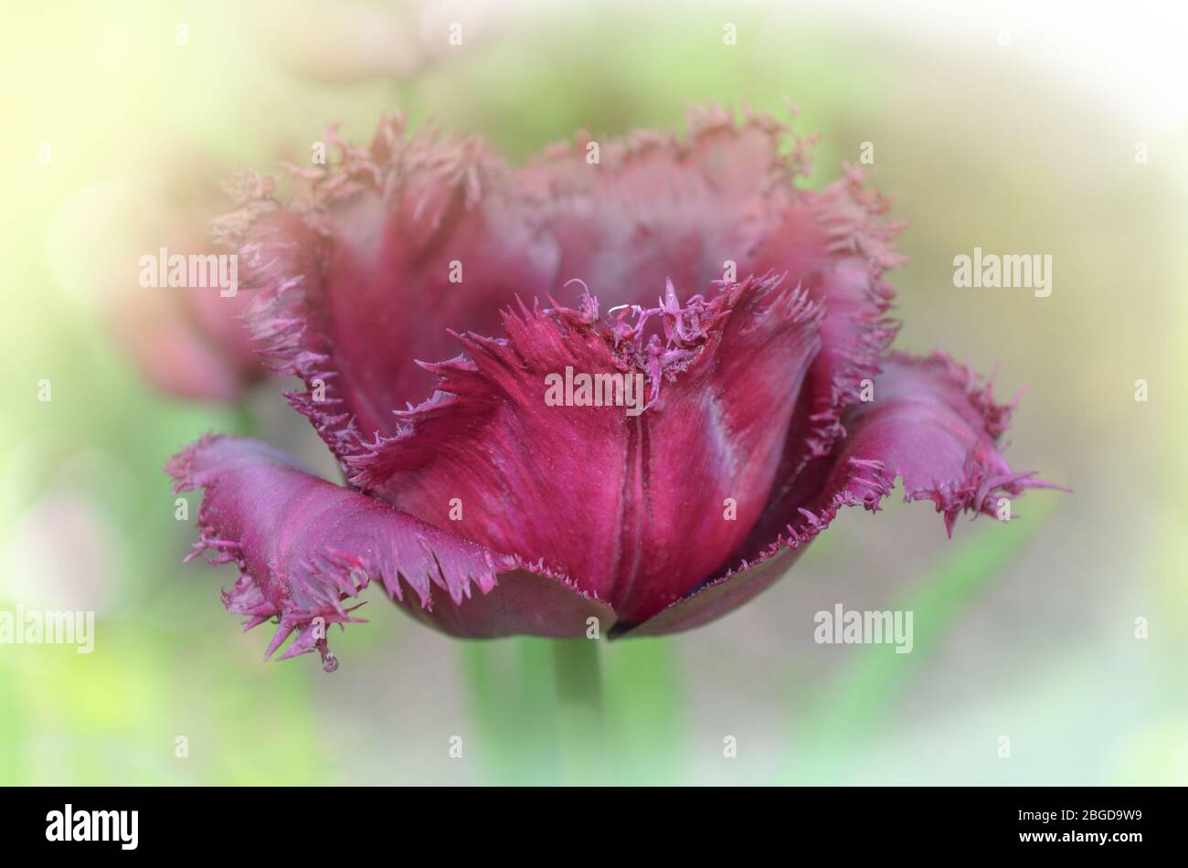 Ragged tulips hi-res stock photography and images - Alamy