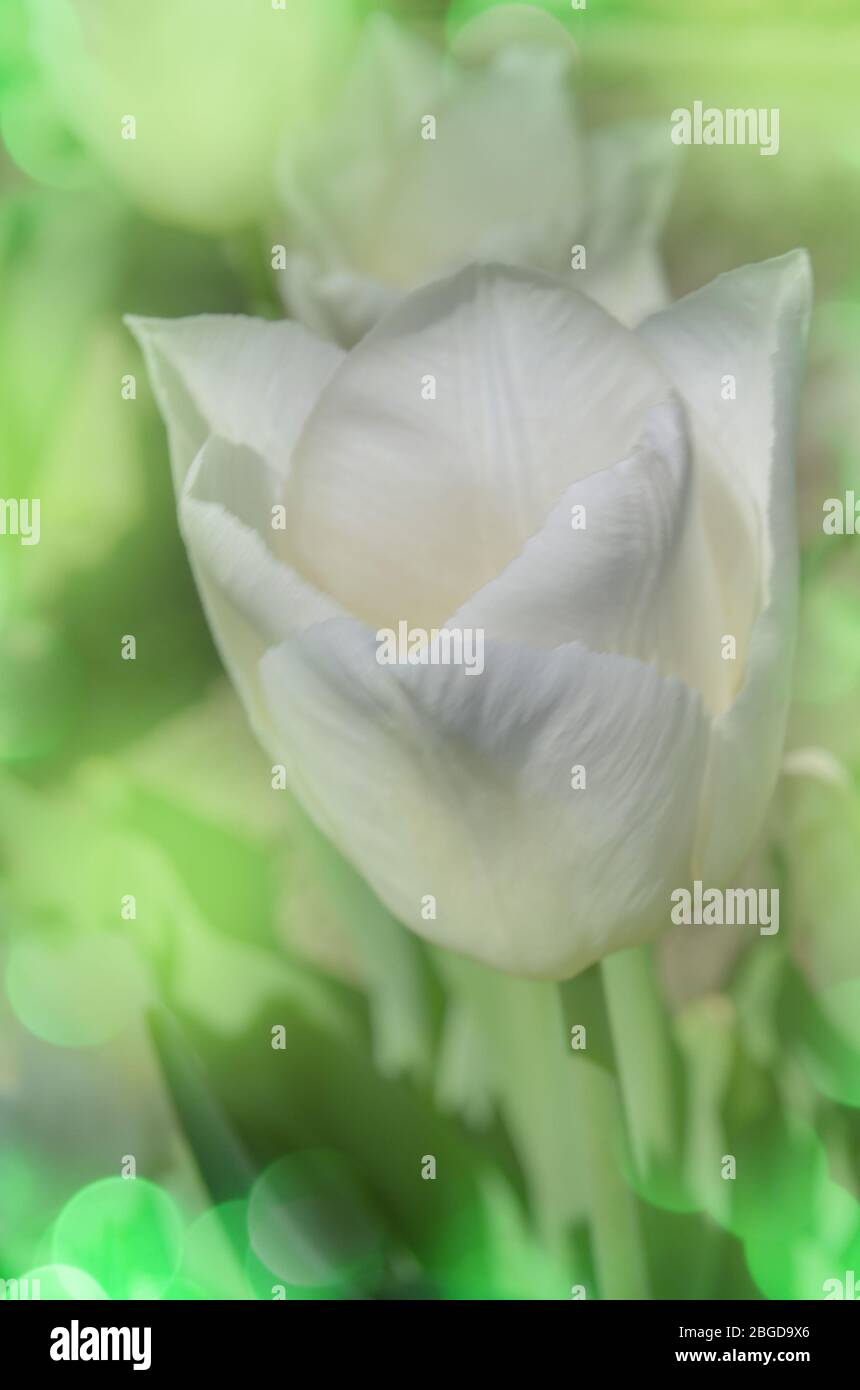 Tulip White prince. Tulip flower close up. Classically shaped white ...