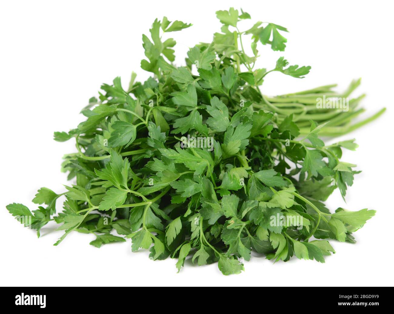 Fresh cilantro isolated on white Stock Photo - Alamy