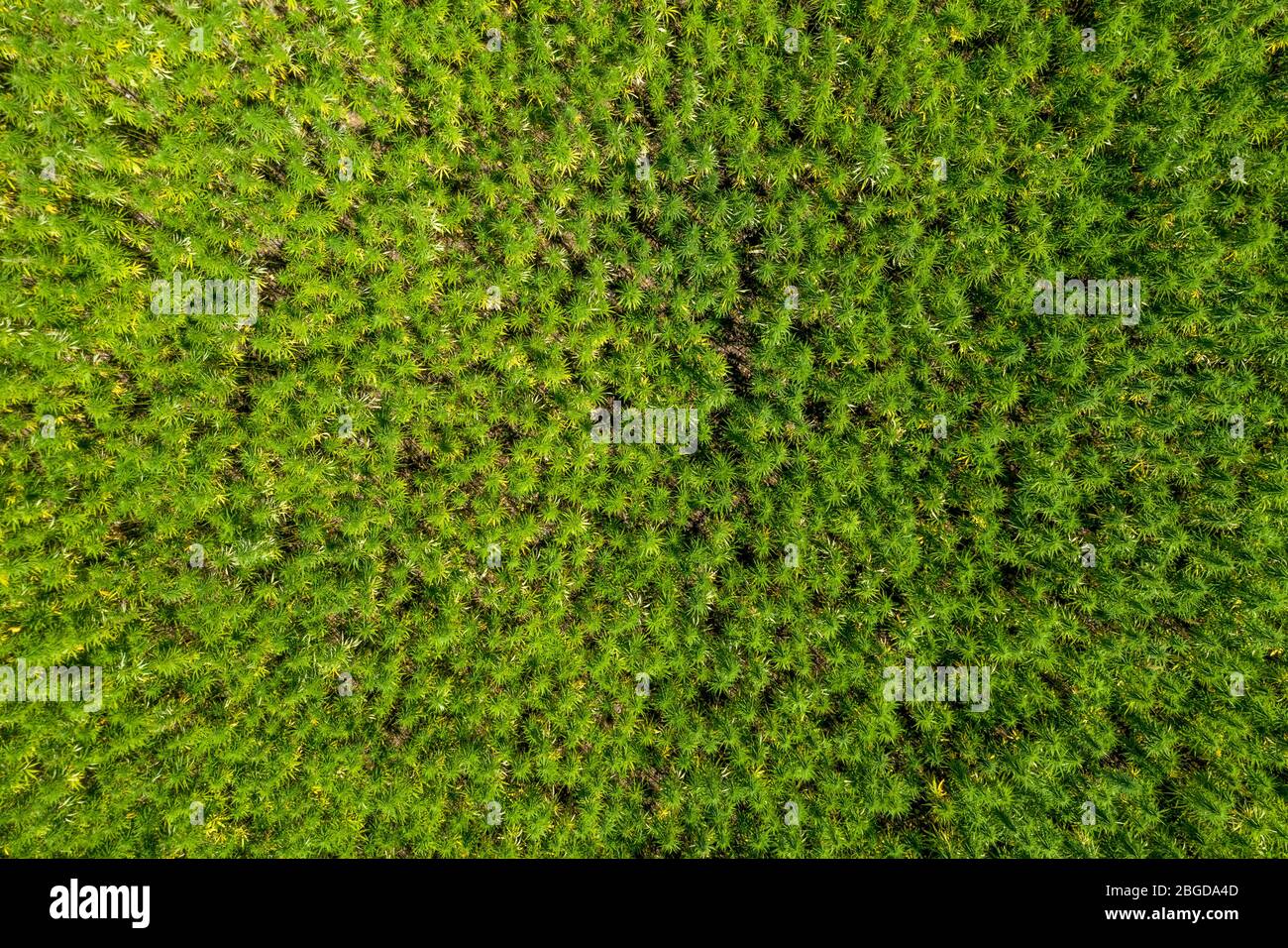 Aerial top view of a beautiful CBD hemp field. Medicinal and ...