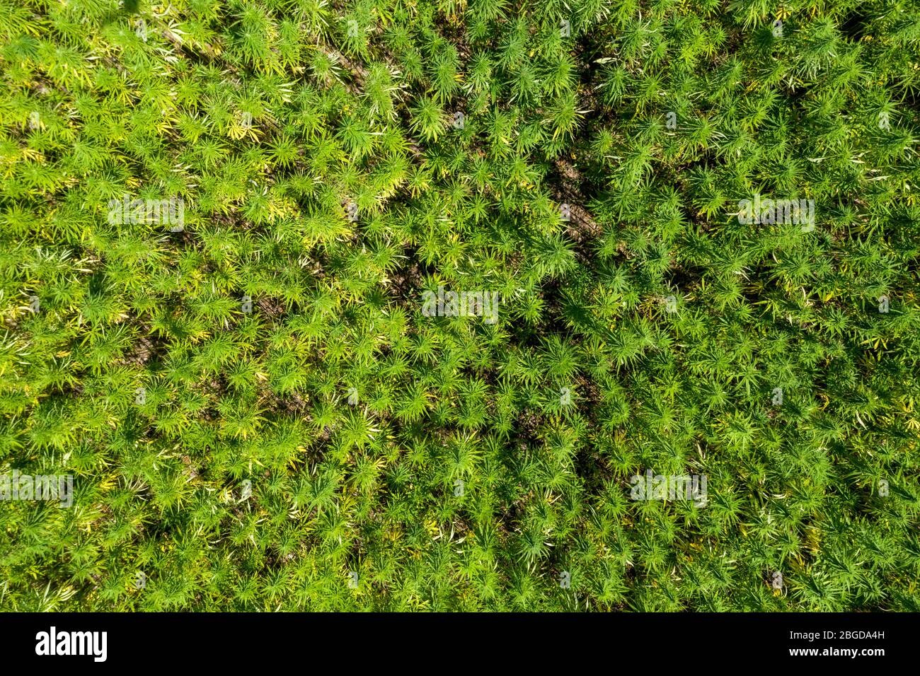Aerial top view of a beautiful CBD hemp field. Medicinal and ...