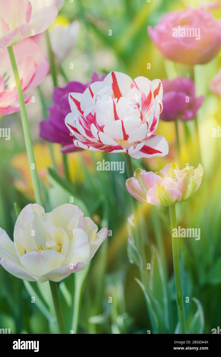 Landscape with tulip field. Multicolored tulip field. Tulip field in ...