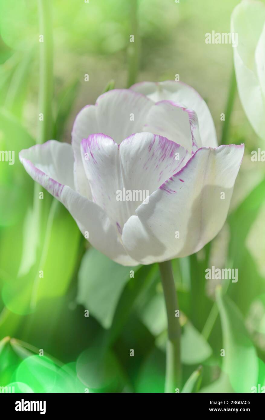 Tulip Calgary blossom. Beautiful white tulip flower with green leaf in ...