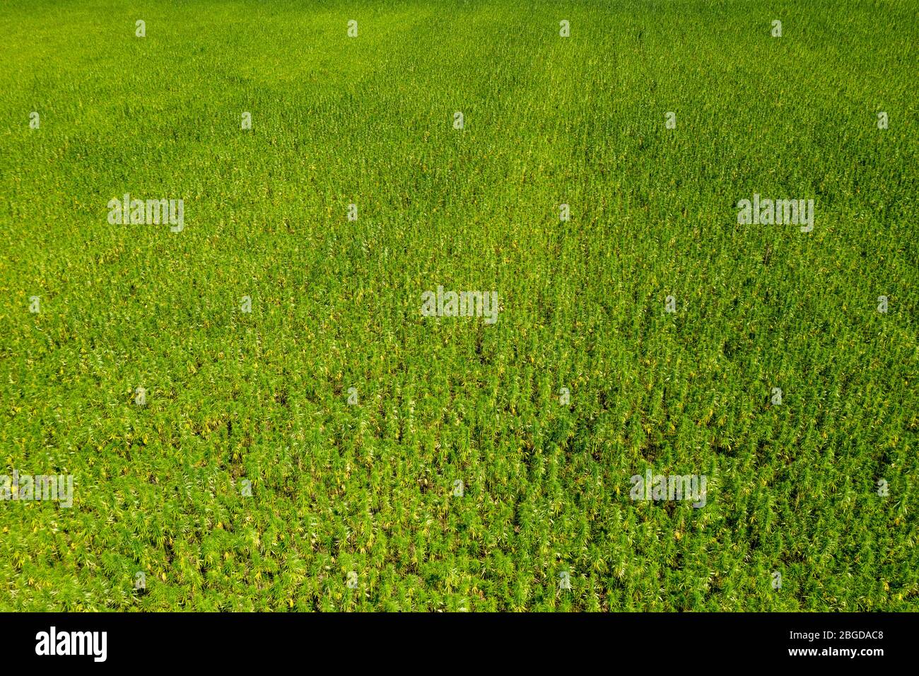 Wide Aerial sunset view of a beautiful CBD hemp field. Medicinal and ...