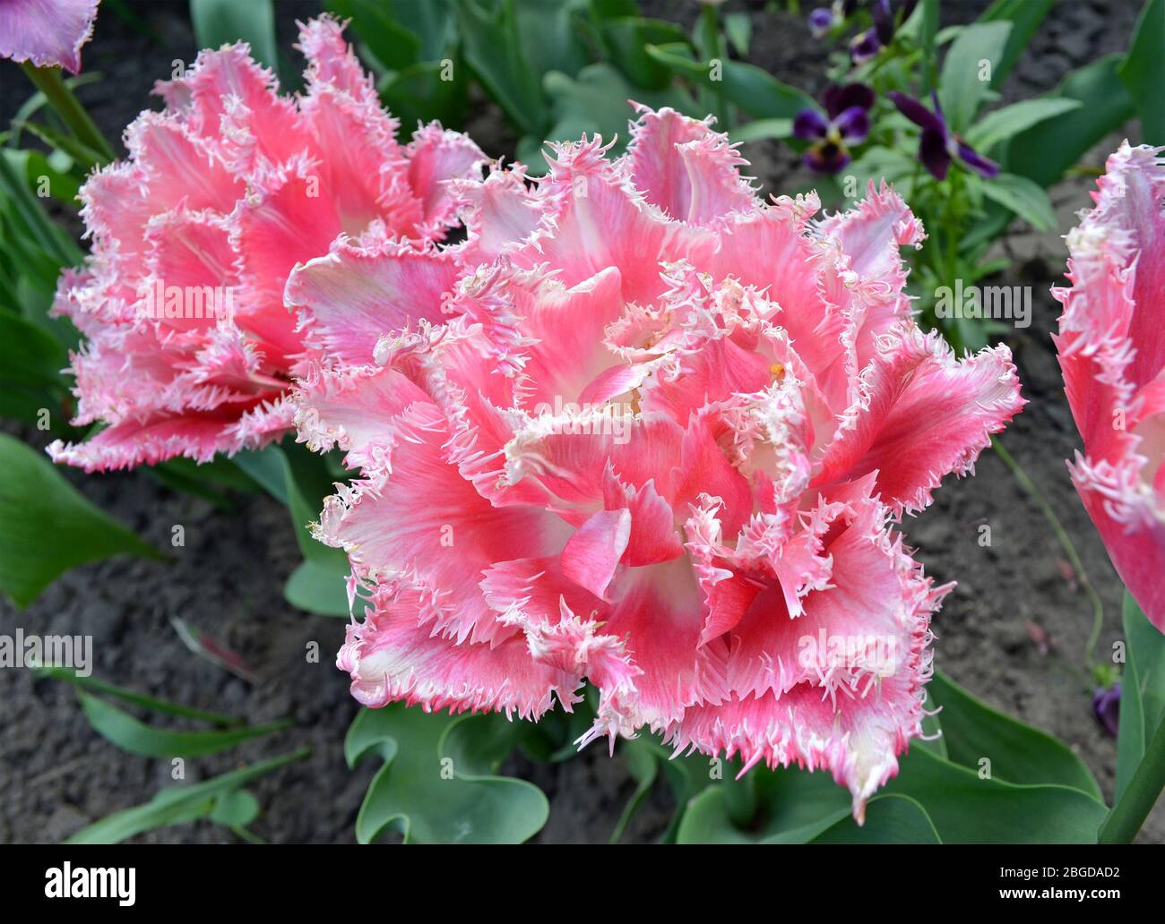 Fringed tulip Queensland. Pink tulip fringed with white ragged edges ...