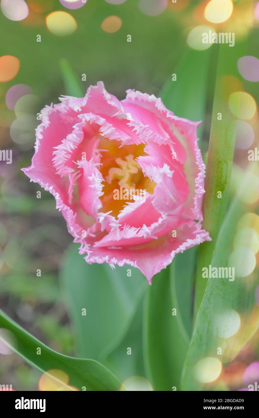 Pink white spring tulip blossom. Tulip New look fringed. Terry ...