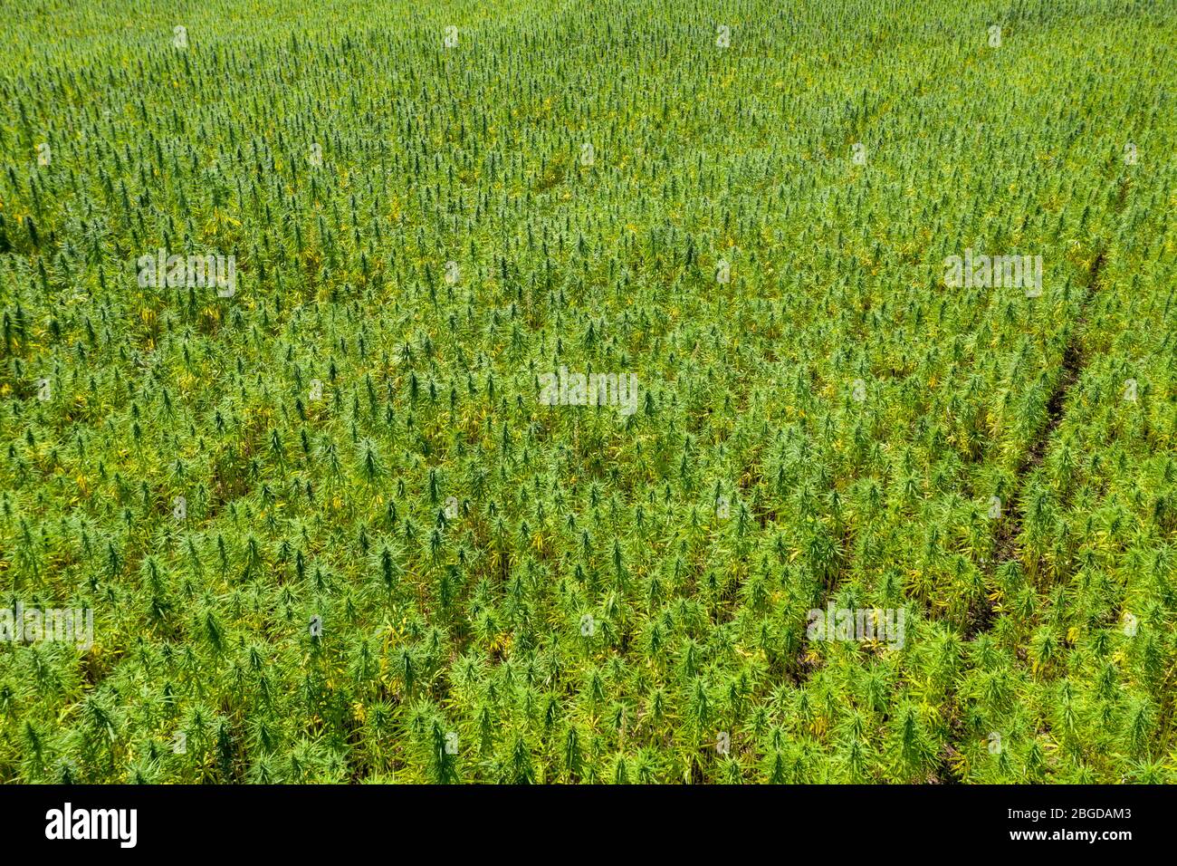 Wide Aerial sunset view of a beautiful CBD hemp field. Medicinal and ...