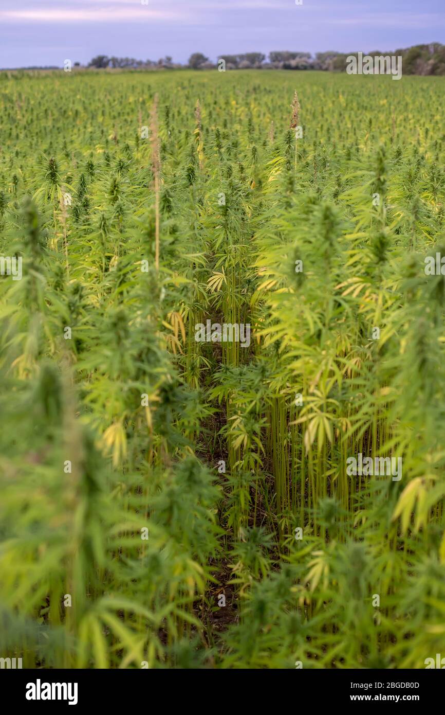 Field cannabis plants sunset hi-res stock photography and images - Alamy