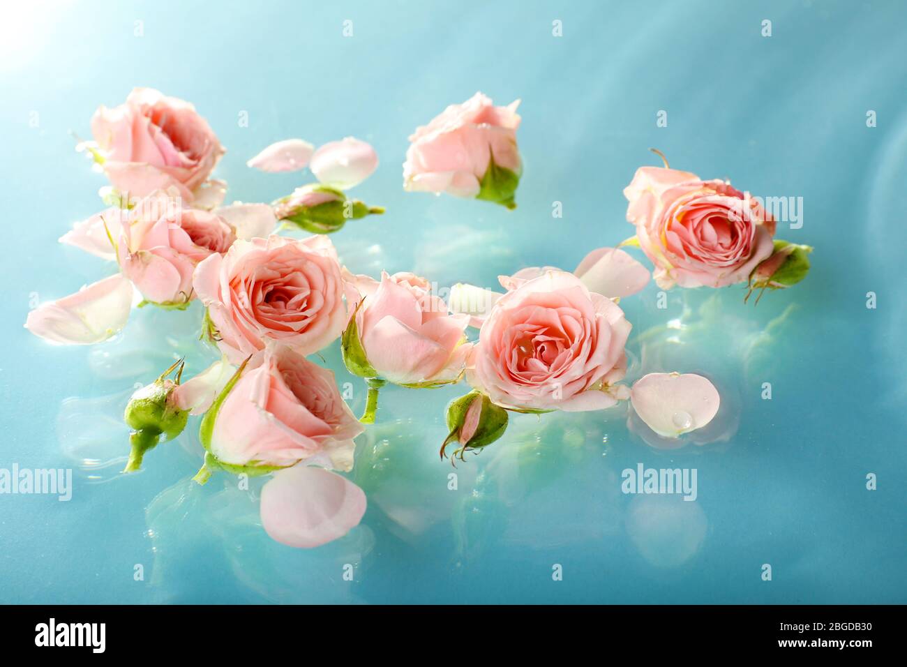 Floating pink roses close up Stock Photo - Alamy