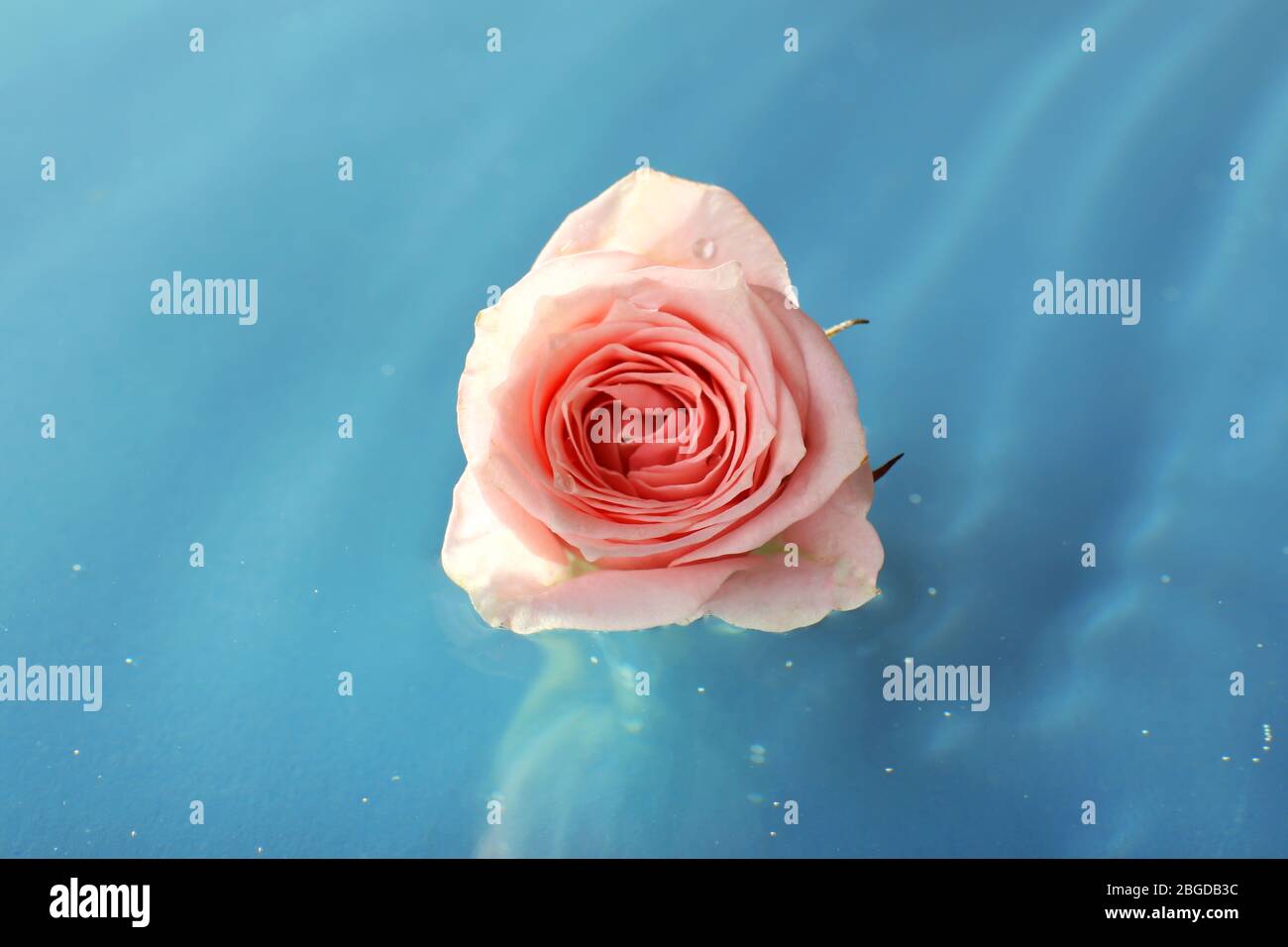Floating pink rose in hi-res stock photography and images - Alamy