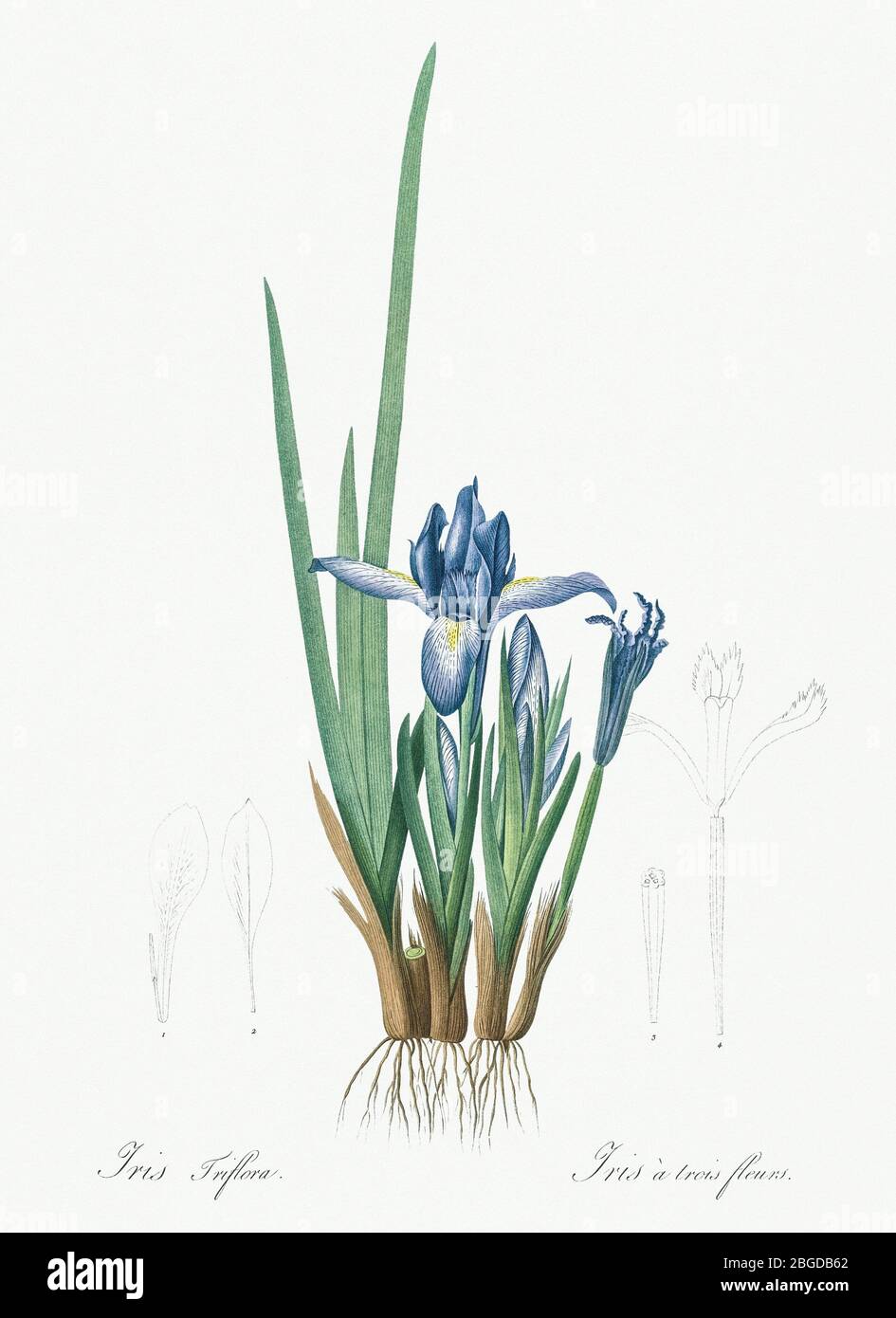Milky Iris High Resolution Stock Photography and Images - Alamy