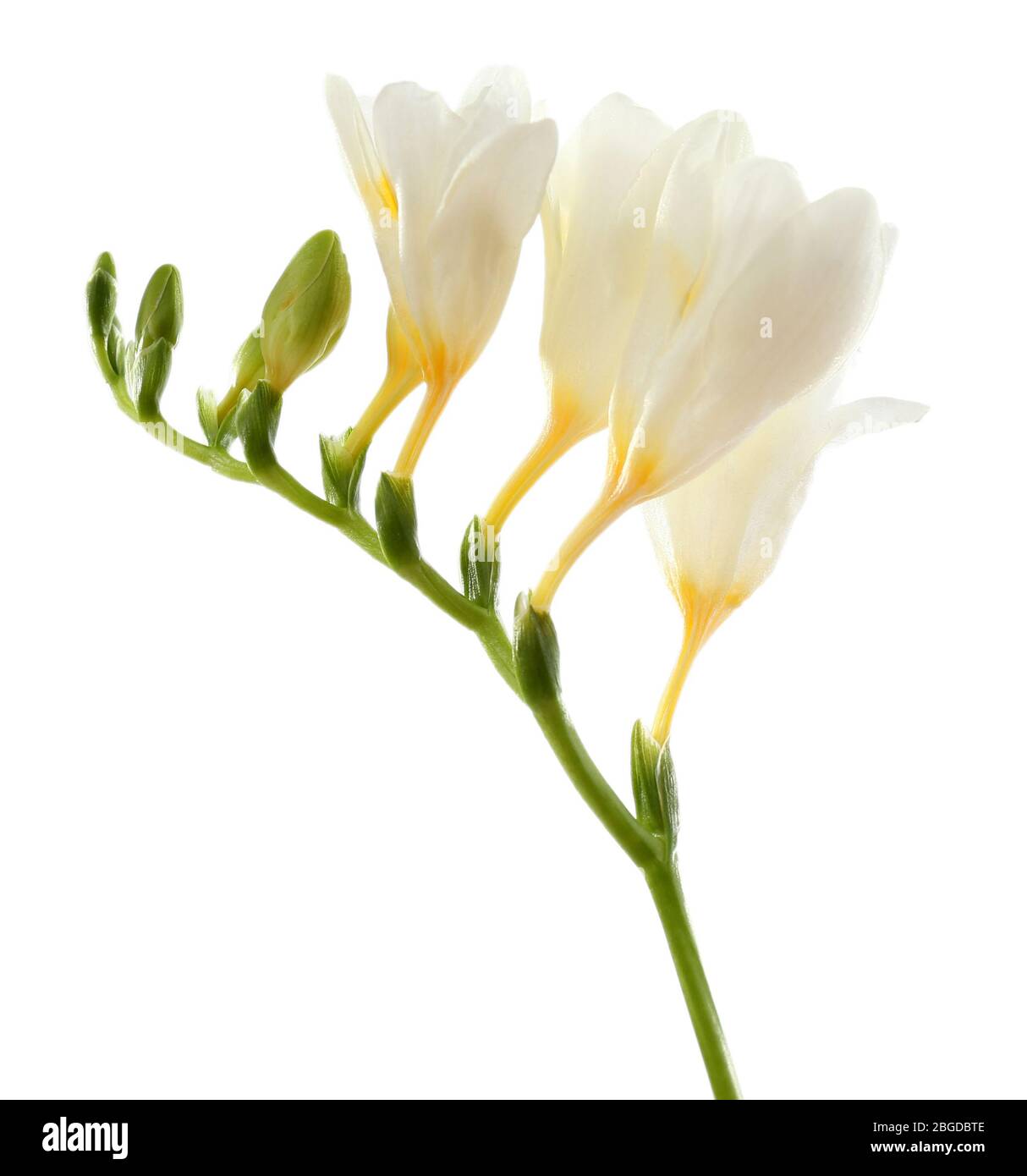 Freesia blooms Cut Out Stock Images & Pictures - Alamy