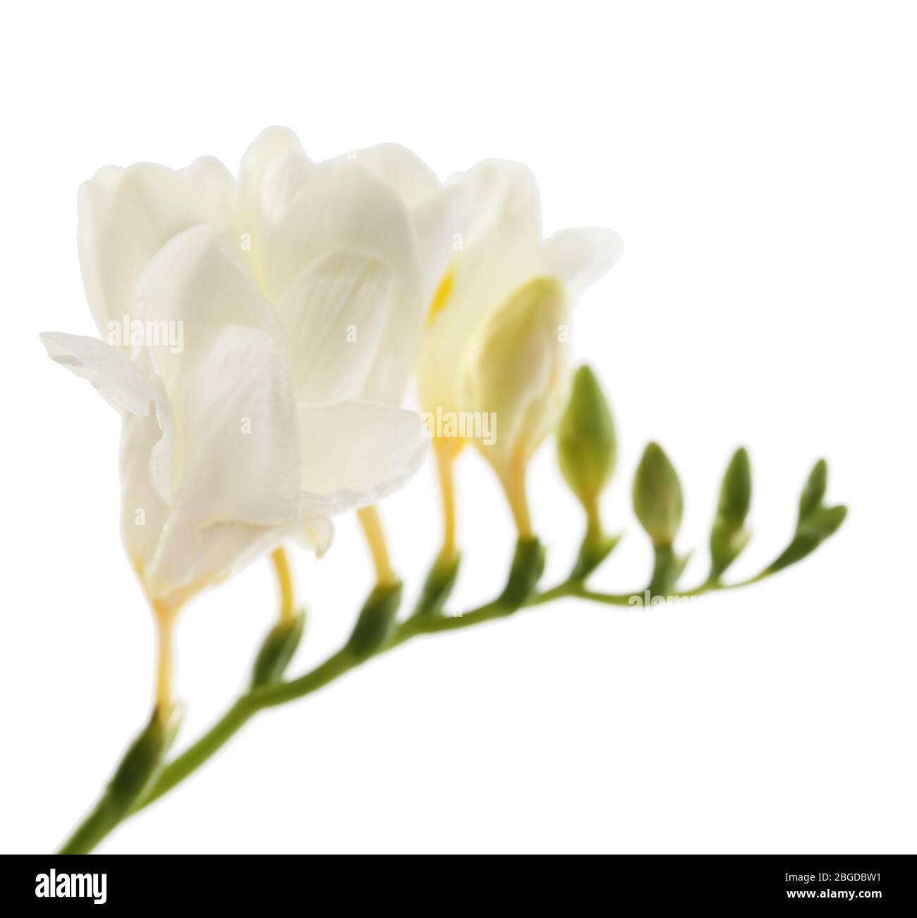 Beautiful freesia flowers, isolated on white Stock Photo - Alamy