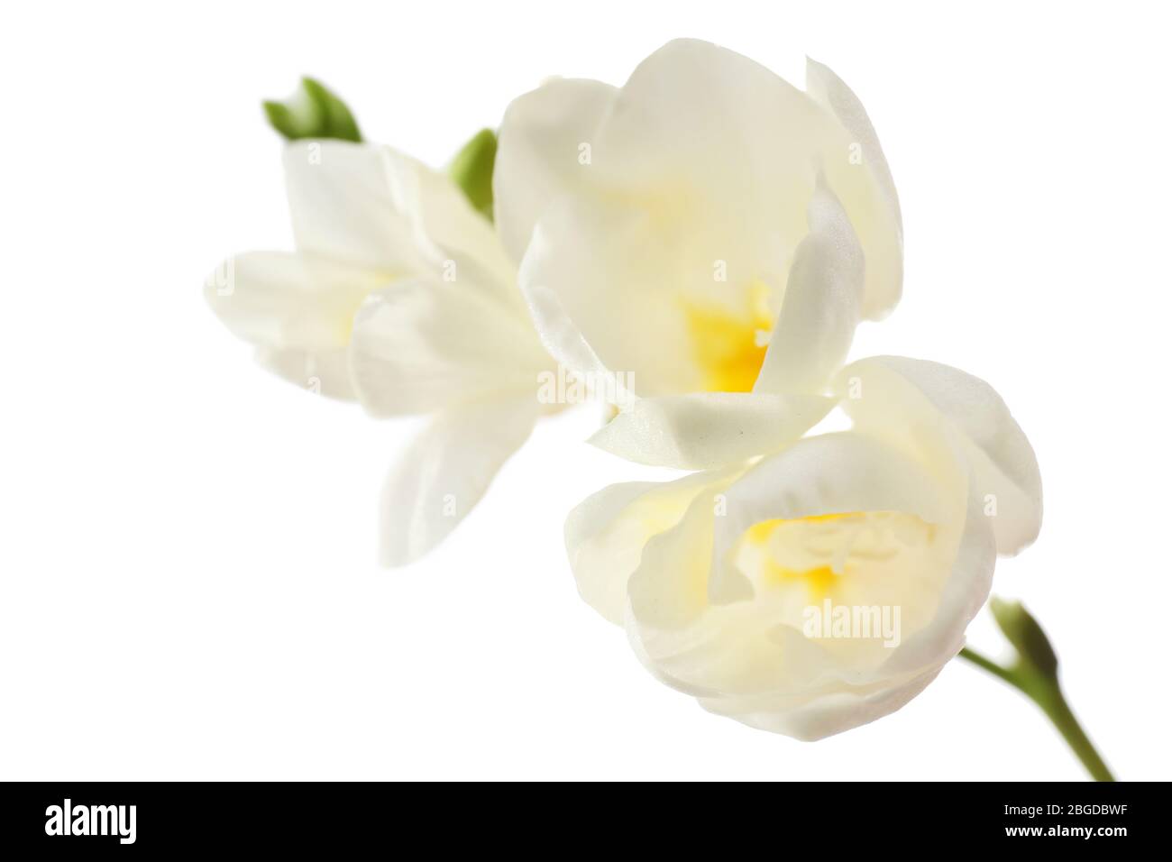 Freesia blooms Cut Out Stock Images & Pictures - Alamy
