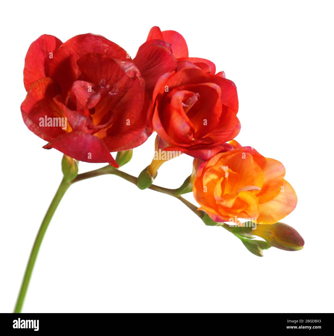 Red freesia flowers isolated Cut Out Stock Images & Pictures - Alamy