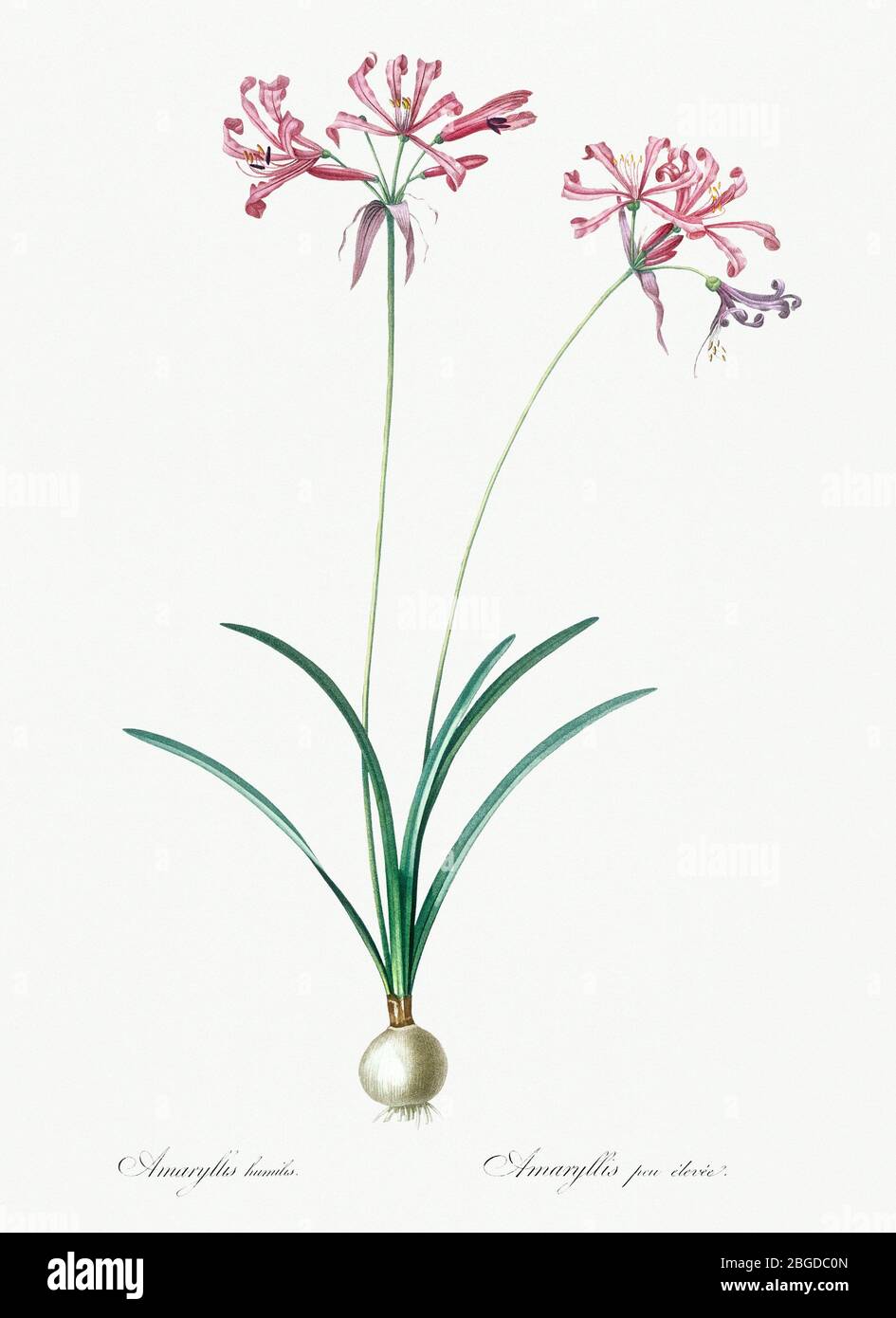 White pink nerine hi-res stock photography and images - Alamy