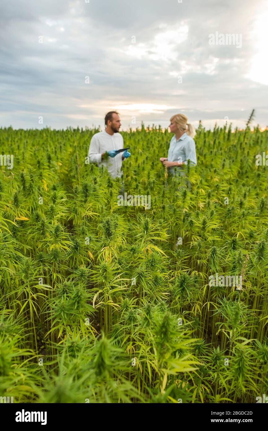 Two people observing CBD hemp plants on marijuana field and writing ...