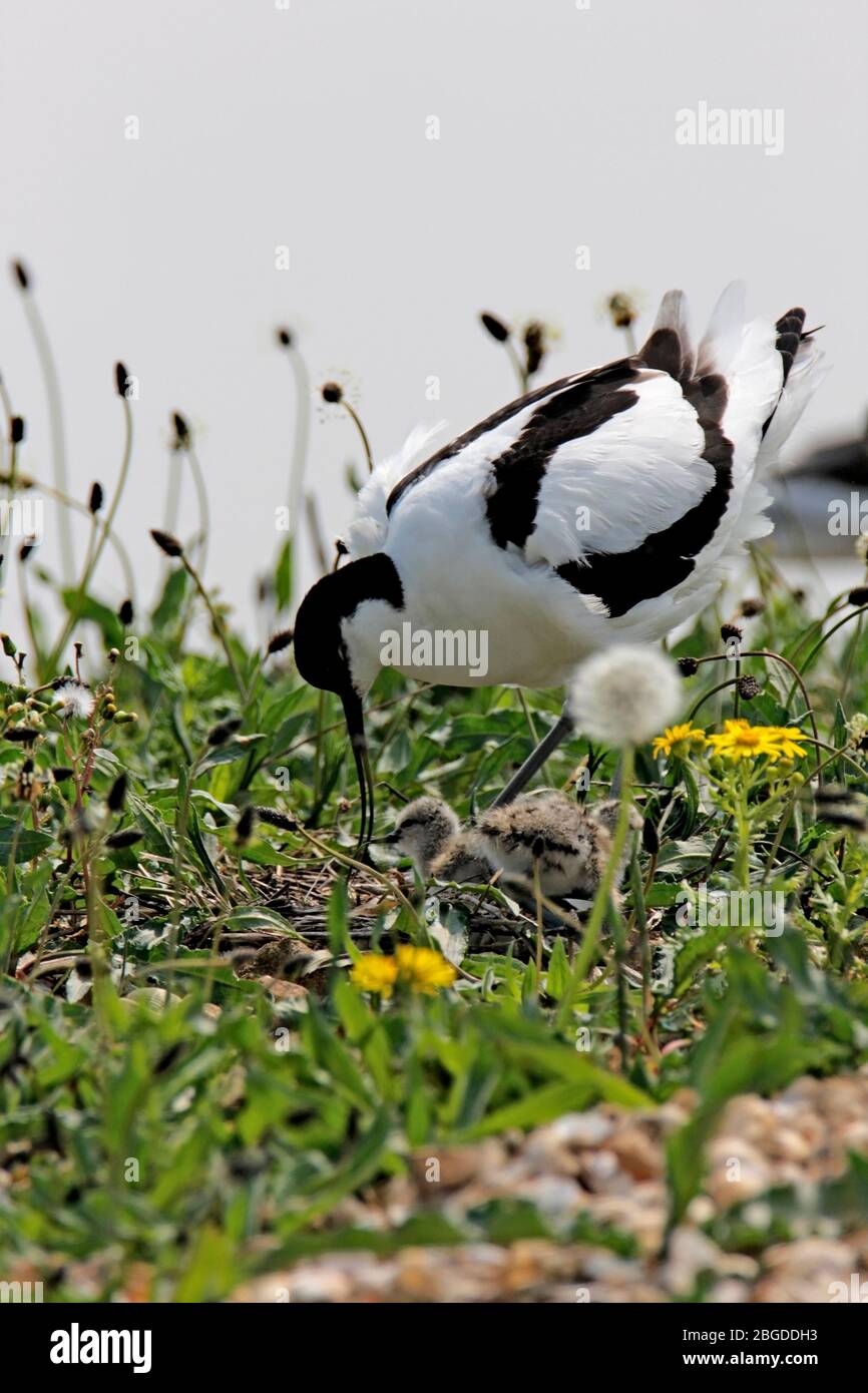 Avocet uk hi-res stock photography and images - Alamy