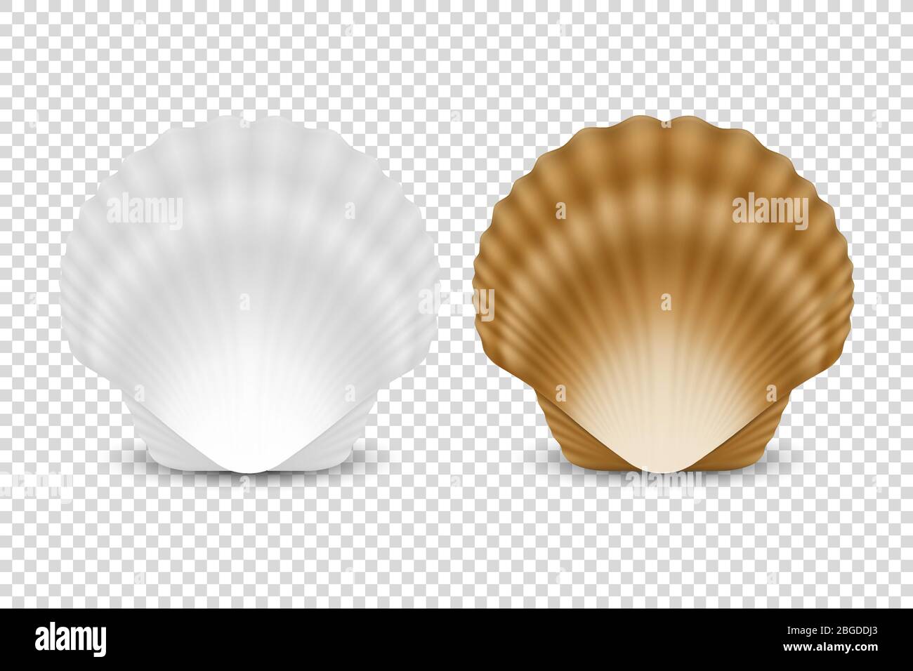 Vector 3d Realistic White and Brown Closed Scallop Pearl Seashell Icon ...