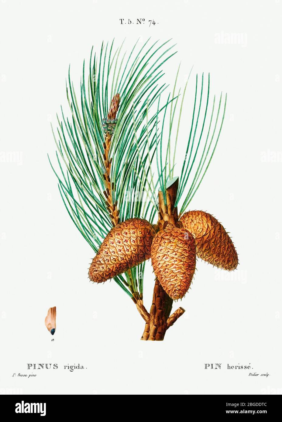 Pinus Rigida High Resolution Stock Photography and Images - Alamy